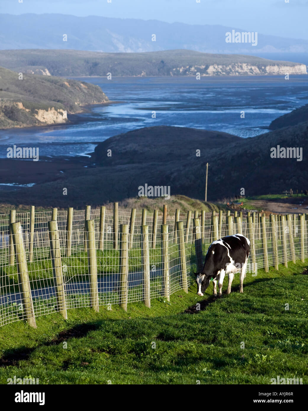 Cow dairy farm point reyes hi-res stock photography and images - Alamy