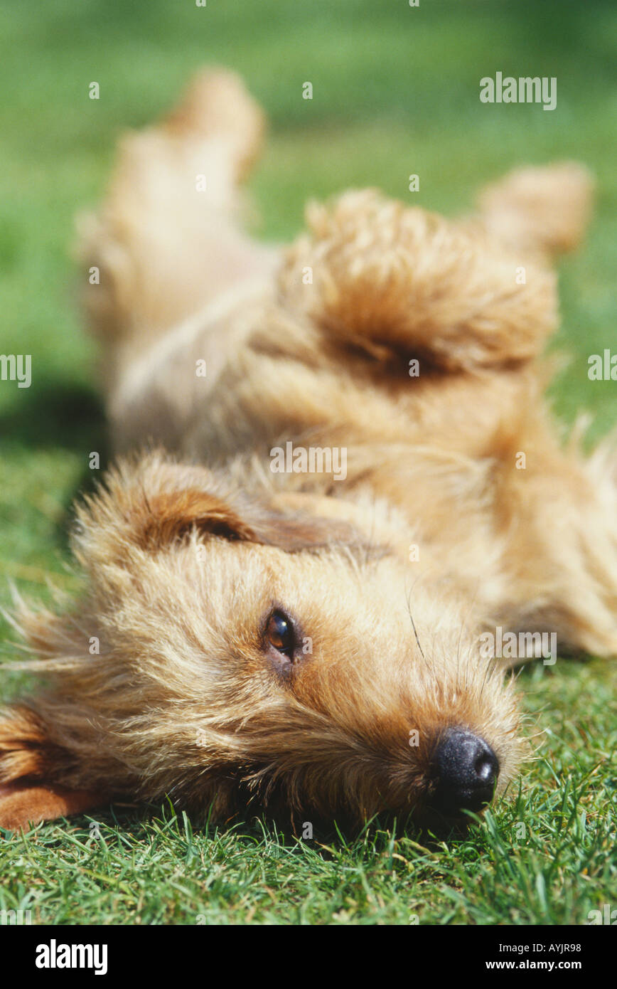 Focus on head of small dog rolling over on back on garden lawn Stock ...