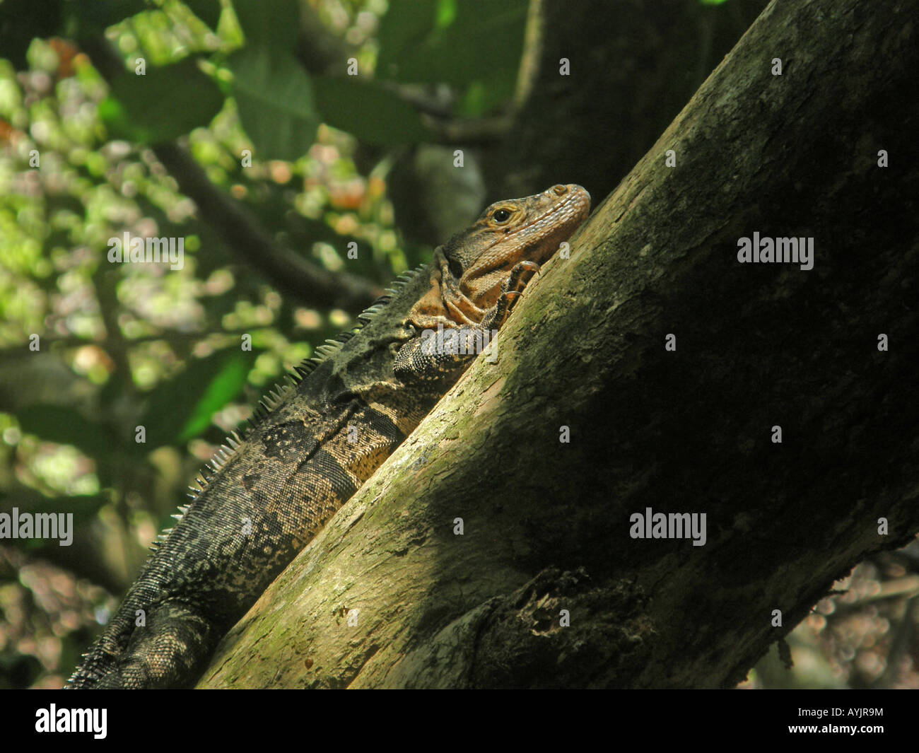 Black iguana Ctenosaura similis Stock Photo - Alamy