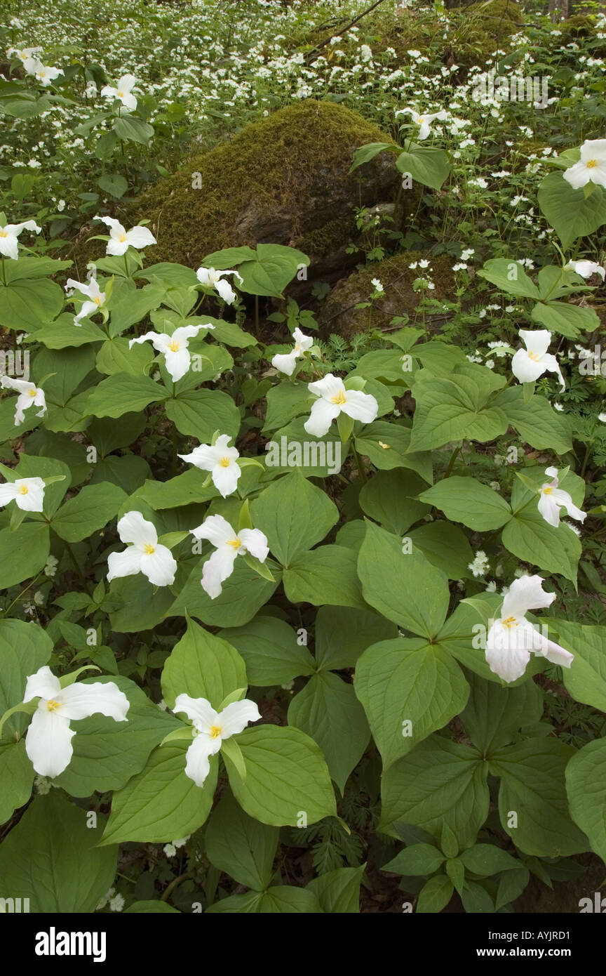 White Trillium Trillium grandiflorum Great Smoky Mountains National ...