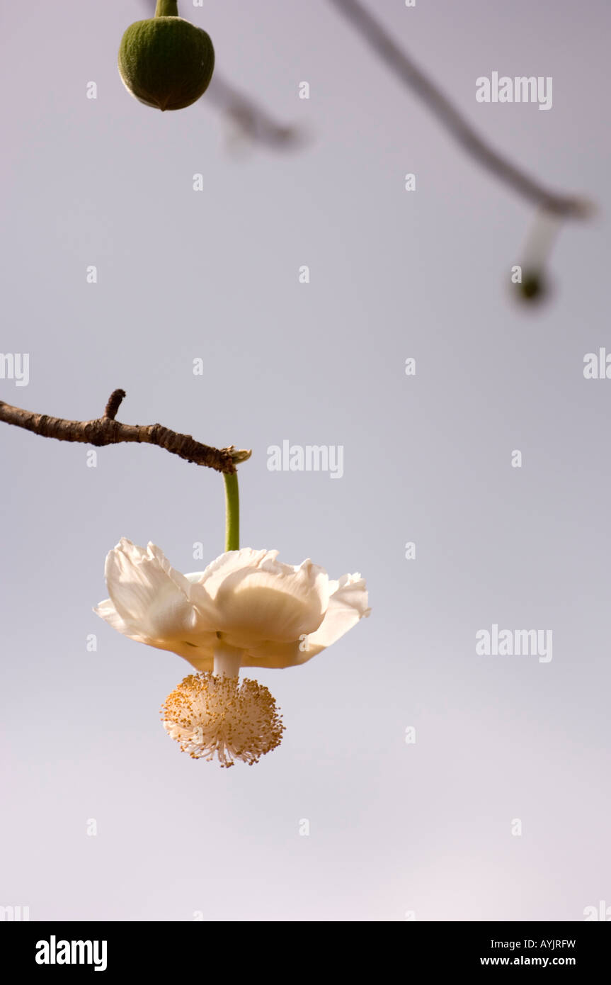 Flower and fruit of baobab tree in Africa, Mozambique Stock Photo - Alamy