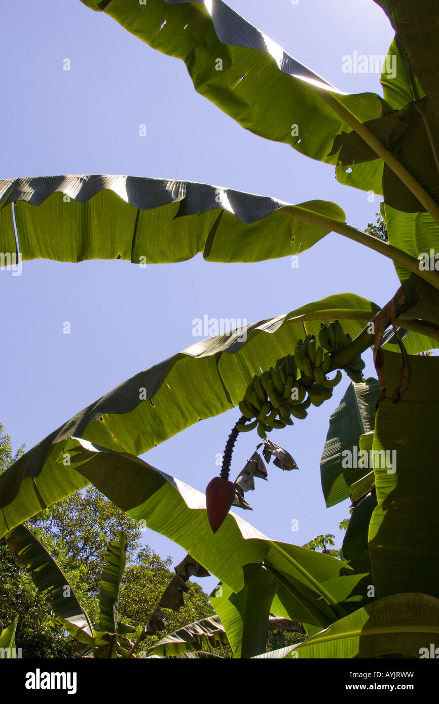 Banana tree in the atlantic forest Stock Photo - Alamy