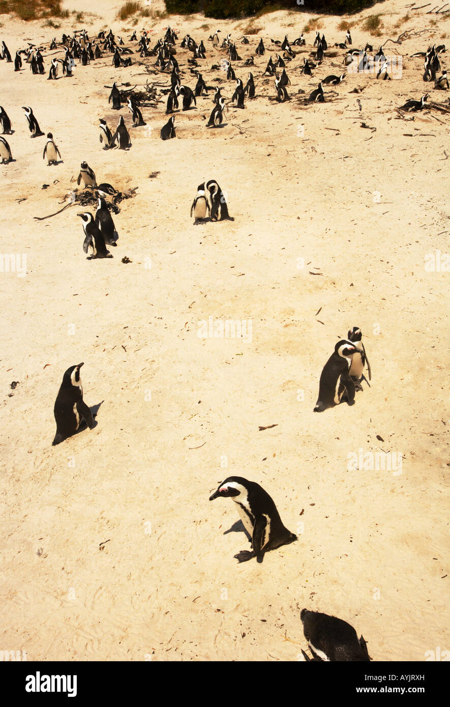 Penguin on a beach hi-res stock photography and images - Alamy