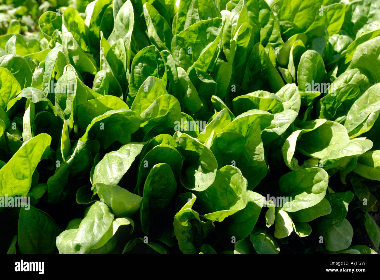 Fresh young spinach in a field in Central California ready for harvest ...