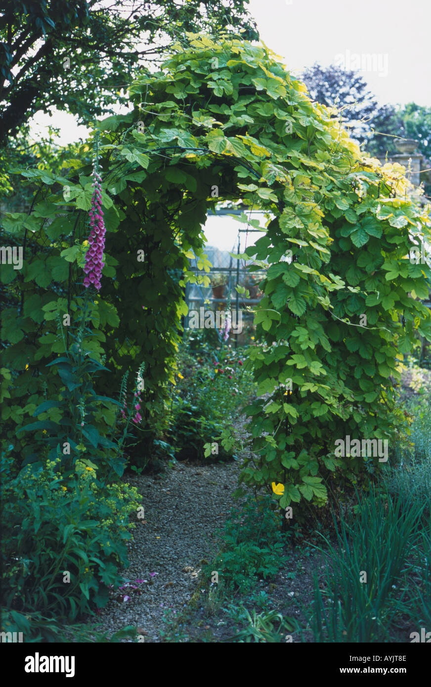 Archway of climbing hops linking vegetable garden to herb garden Stock ...