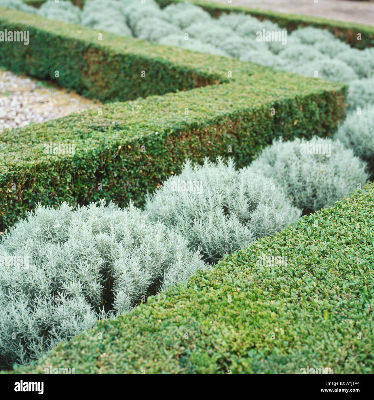 Garden design with natural mound shape and silver foliage of cotton ...