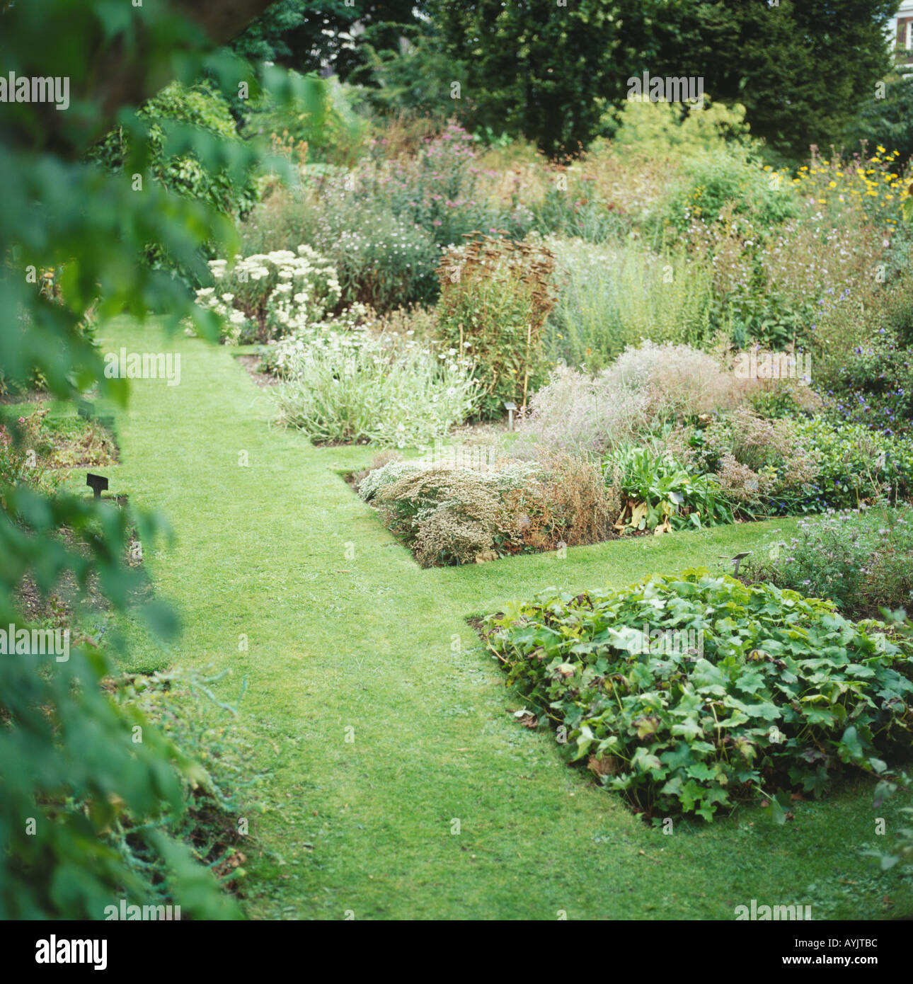 Typical layout of physic garden showing grass paths between rectangular ...