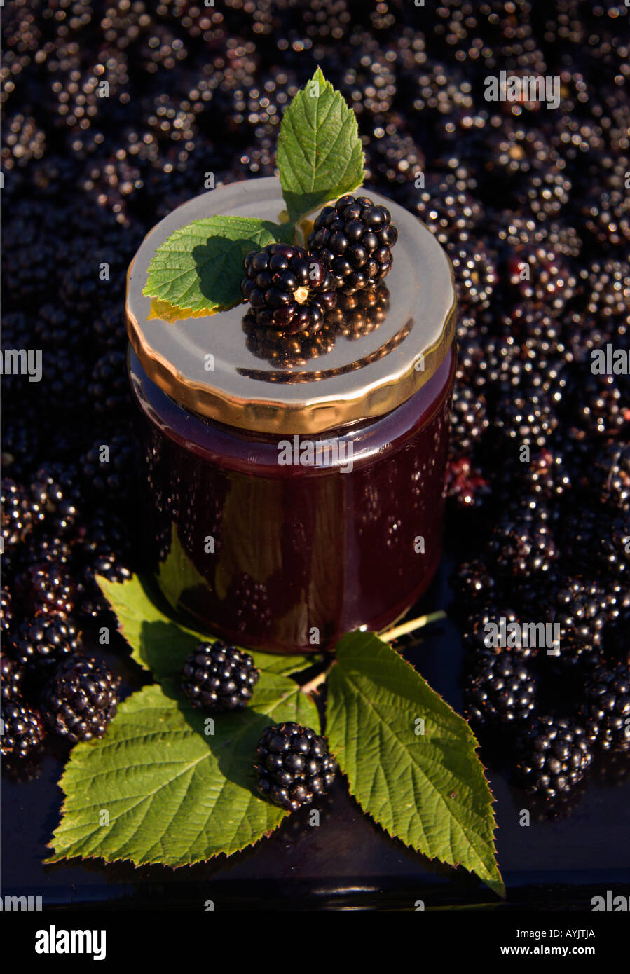 Amongst blackberries hi-res stock photography and images - Alamy