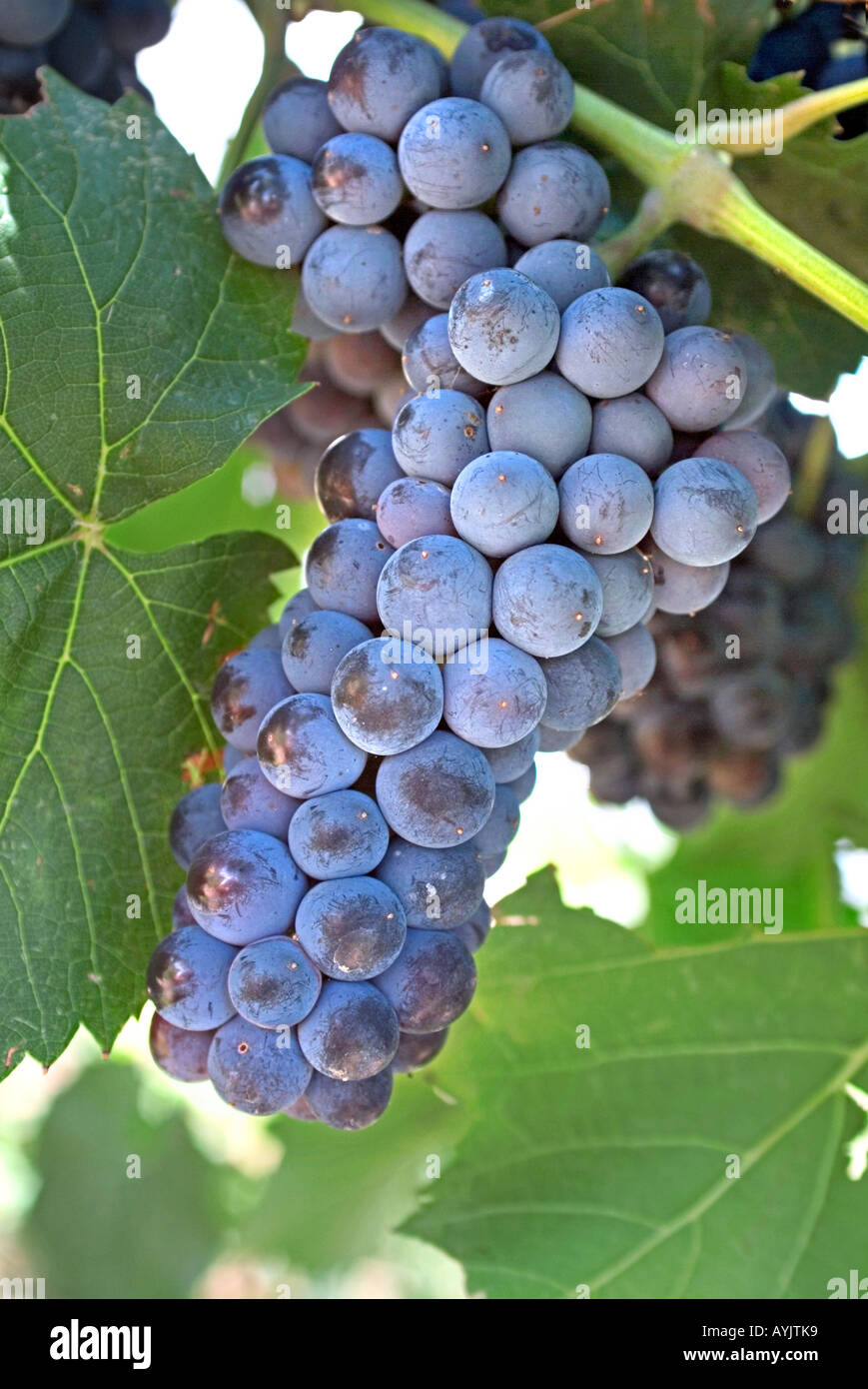 Single cluster of red grapes Stock Photo - Alamy