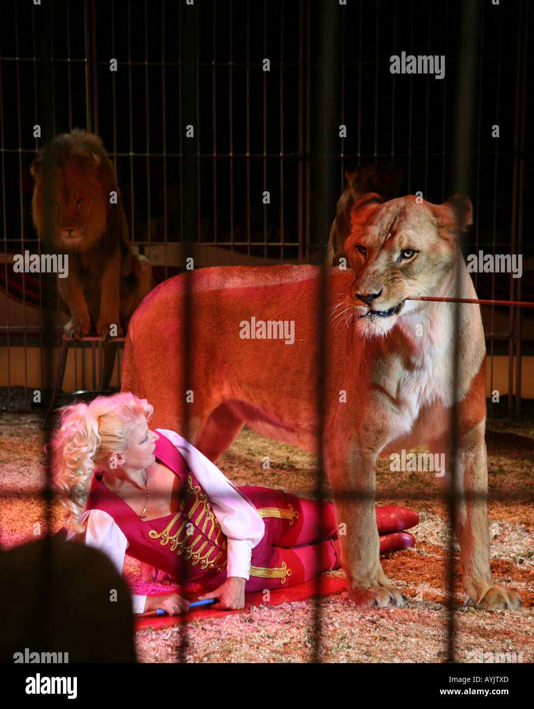 Female Circus Lion Tamer