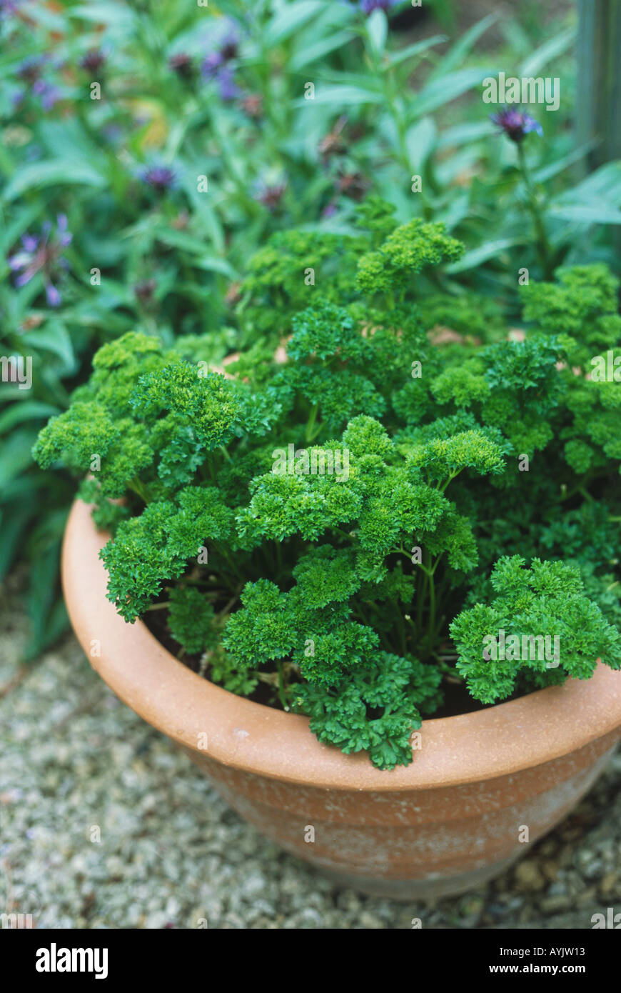 Growing Parsley Stock Photos & Growing Parsley Stock Images - Alamy