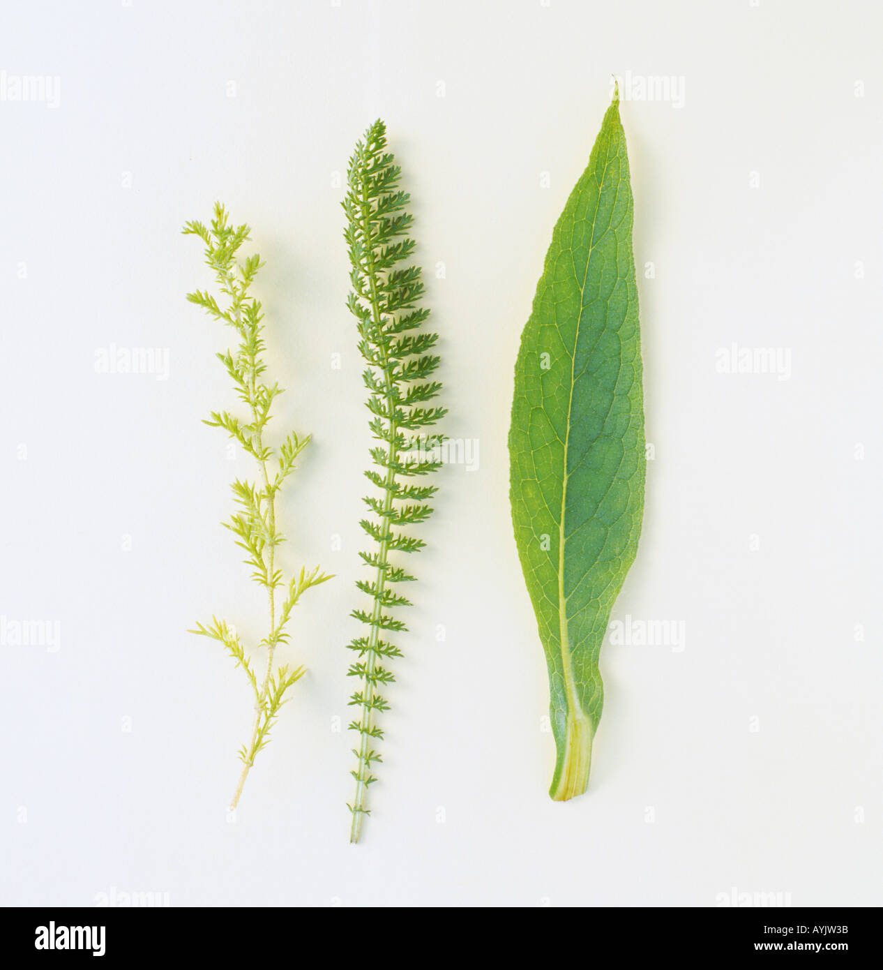 Chamomile, yarrow and comfrey cuttings for use in speeding up ...