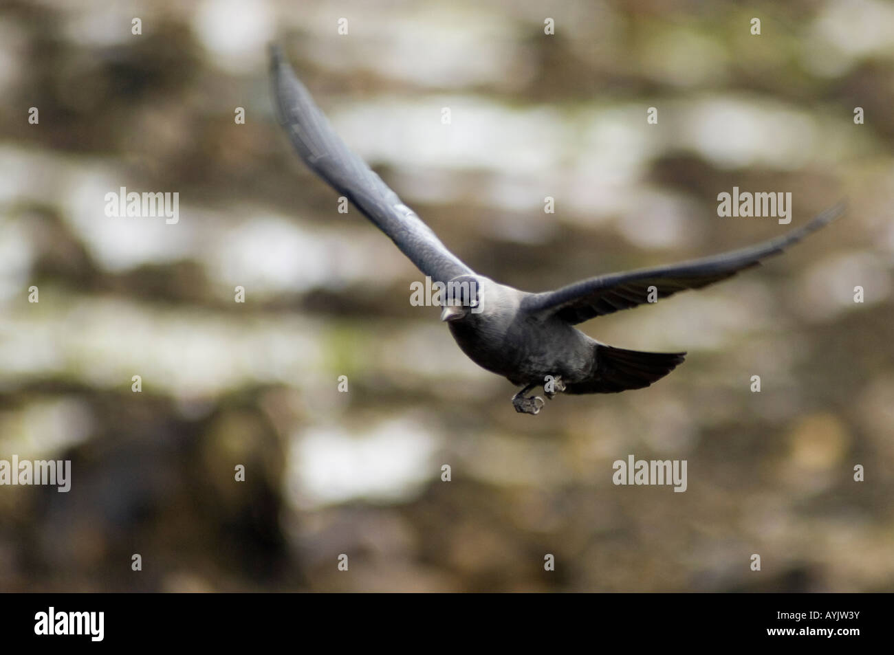Hooded crow in scotland hi-res stock photography and images - Alamy