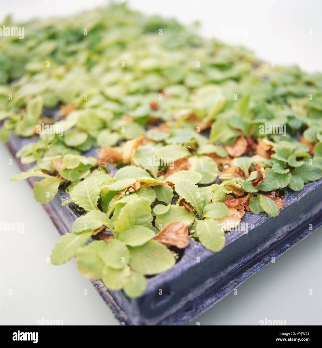 Cultivation problems hi-res stock photography and images - Alamy