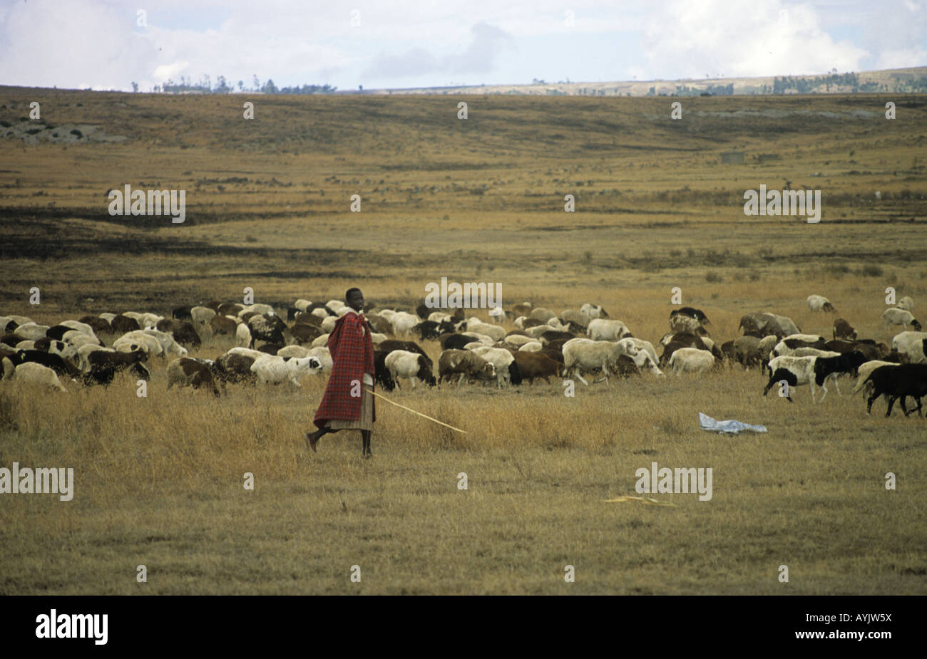 Kenya Africa Sheep herder with his flock Stock Photo - Alamy