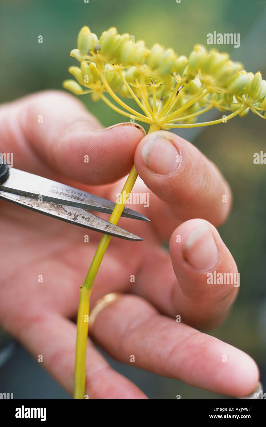 Using garden scissors to remove fennel flowerhead containing seeds ...