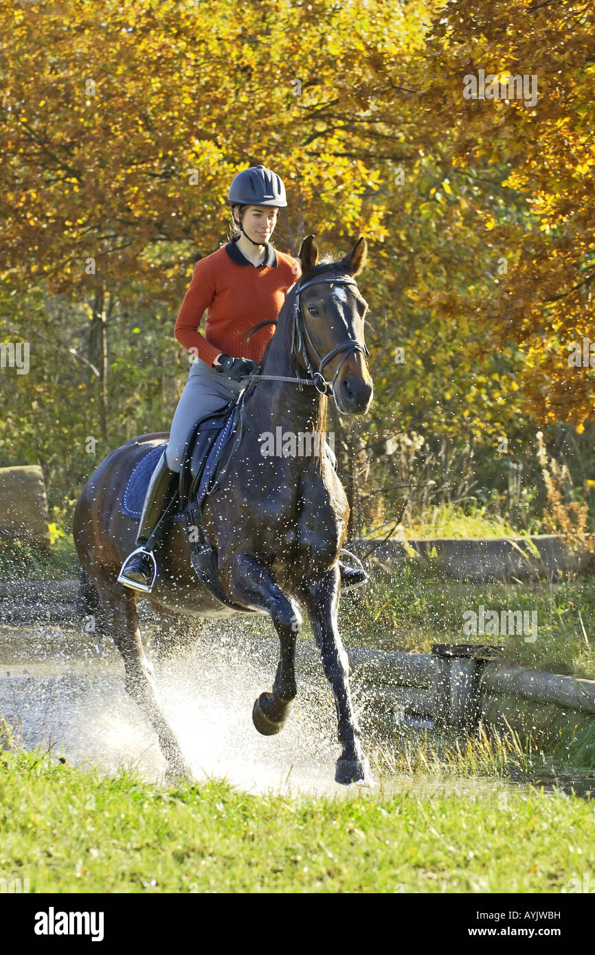 German horse hi-res stock photography and images - Alamy