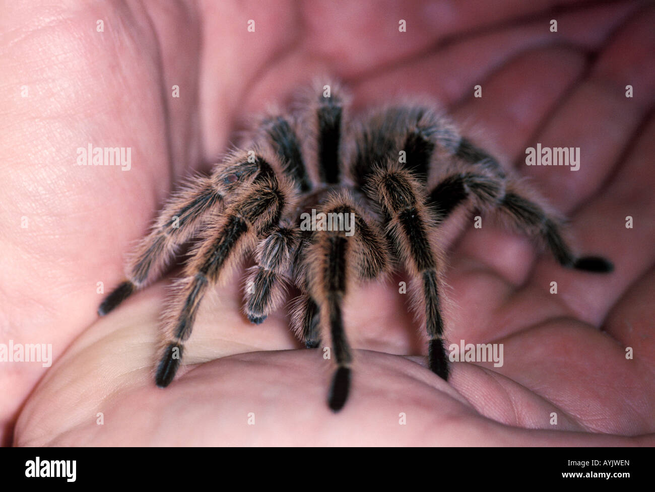 Docile tarantula hi-res stock photography and images - Alamy