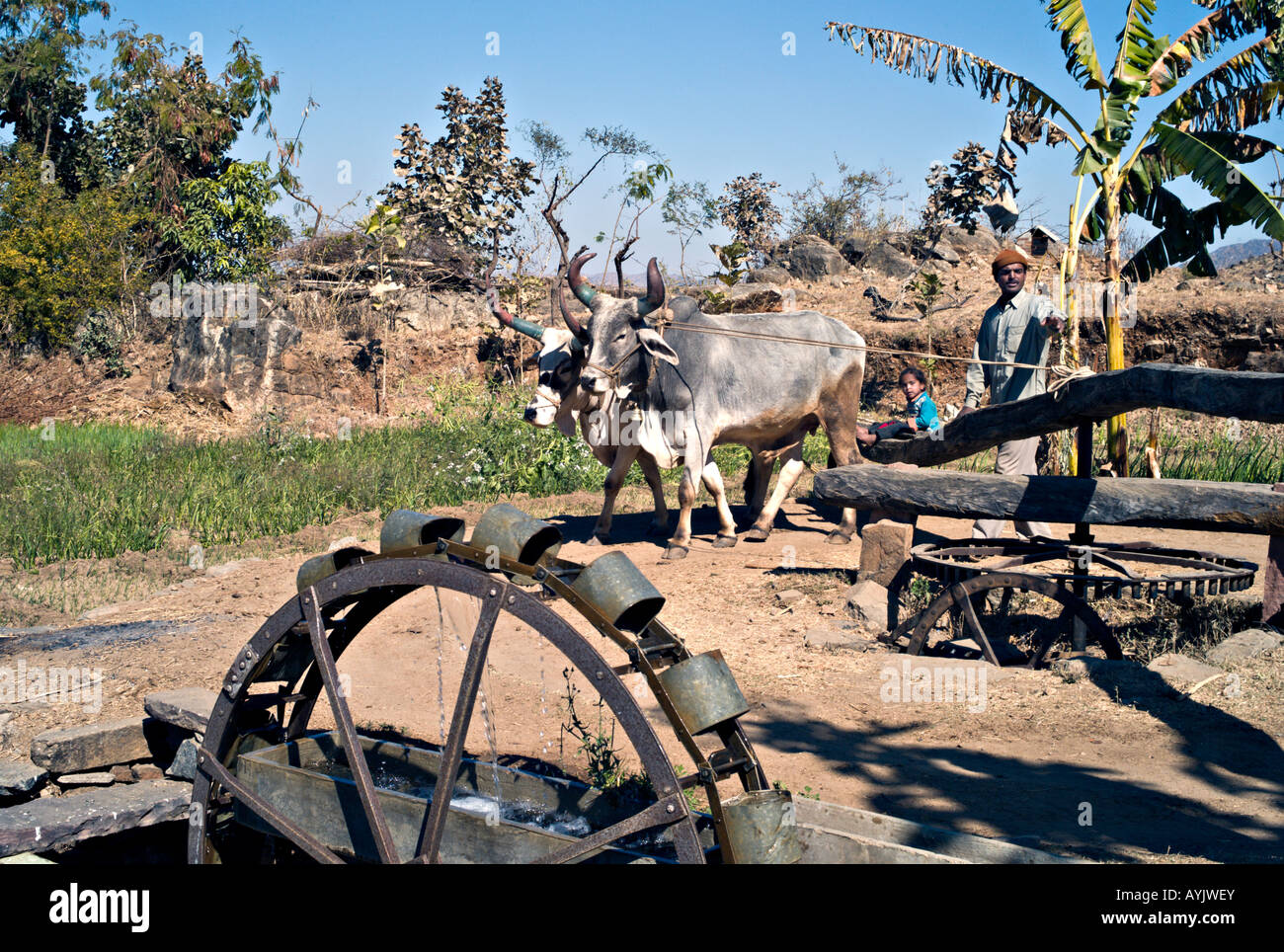 Persian wheel india hi-res stock photography and images - Alamy