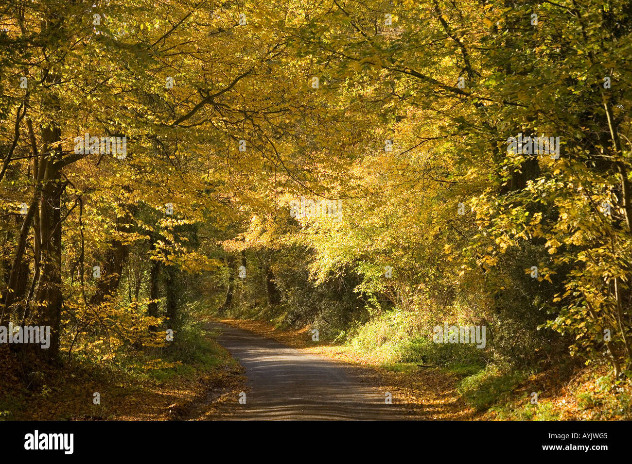 Kent country lane hi-res stock photography and images - Alamy