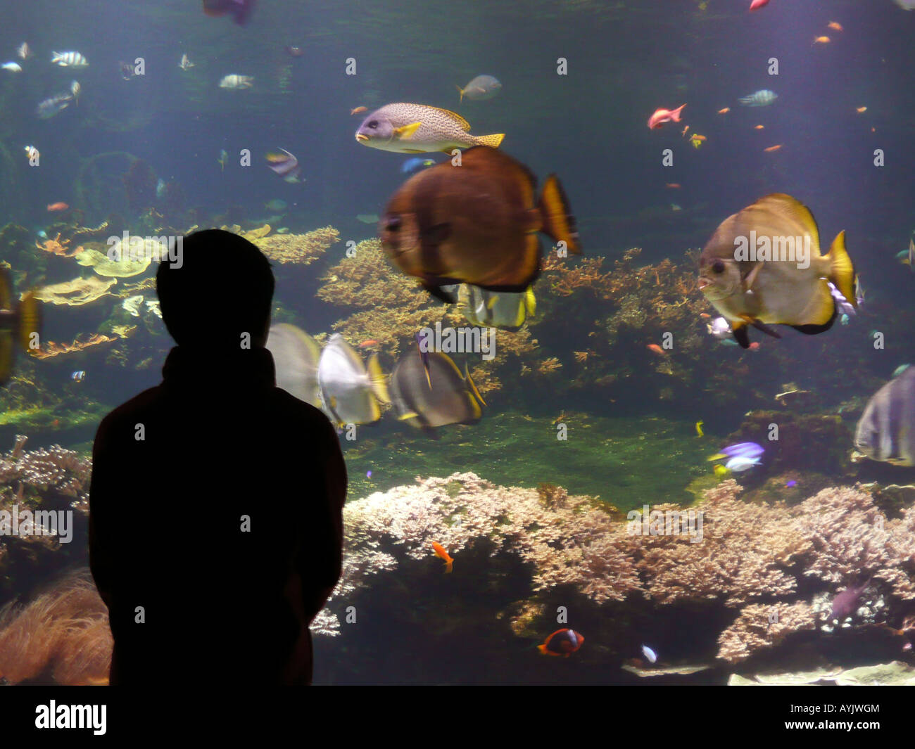 Nausicaa aquarium National Sea Center Boulogne sur mer Pas de Calais ...