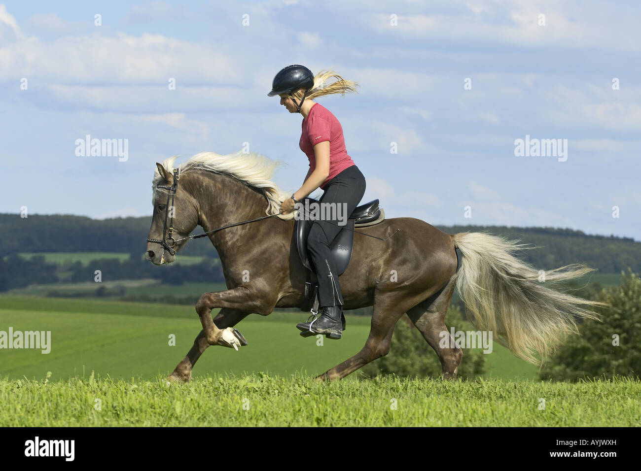 Young lady rider on back of a galloping Icelandic horse stallion Stock ...
