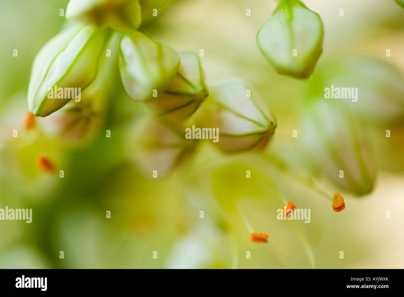 Detail of flower Stock Photo - Alamy