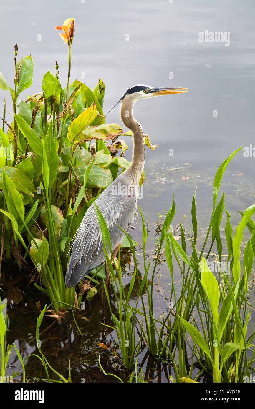 The Great Blue Heron as seen in Florida;USA Stock Photo - Alamy