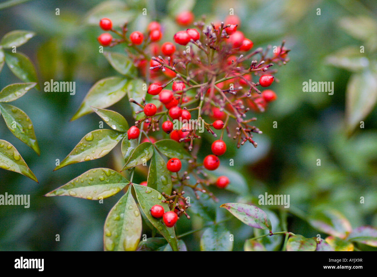 BERBERIDACEAE "Sacred Bamboo" Nandina domestica Stock Photo - Alamy