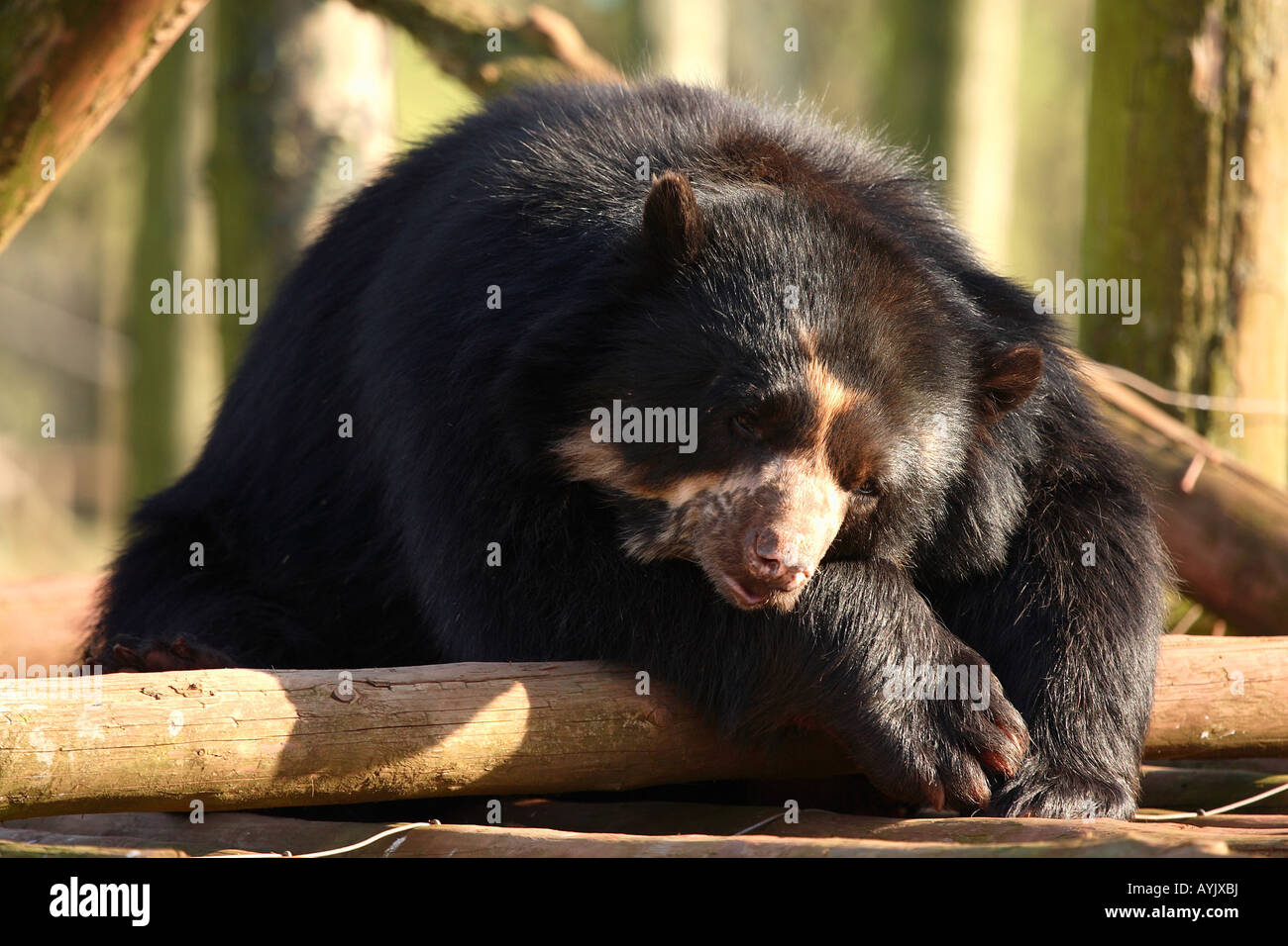 Bolivia andean bear hi-res stock photography and images - Alamy