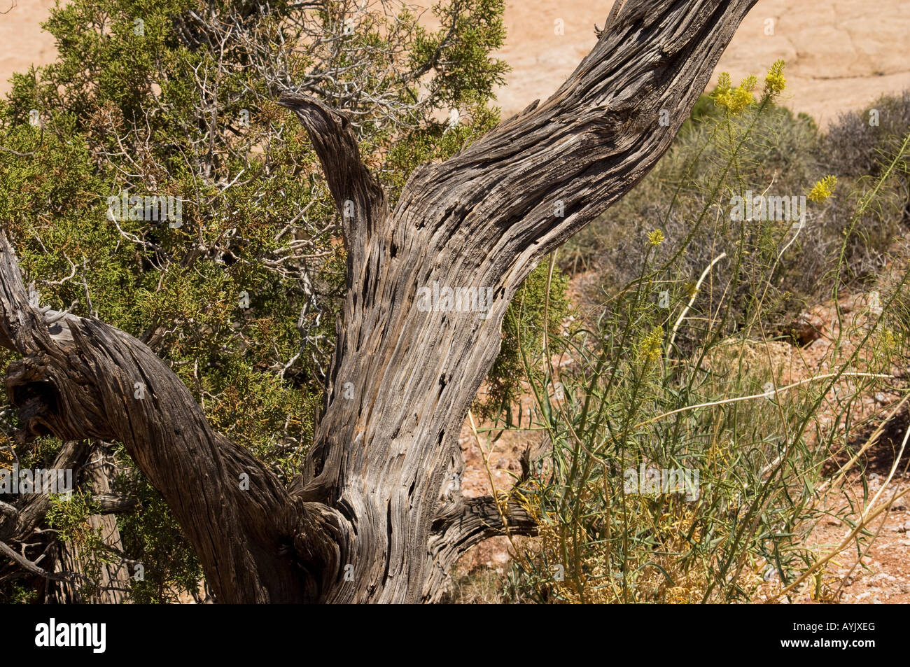 Gnarled Juniper Trunk, Arches N.P Stock Photo - Alamy