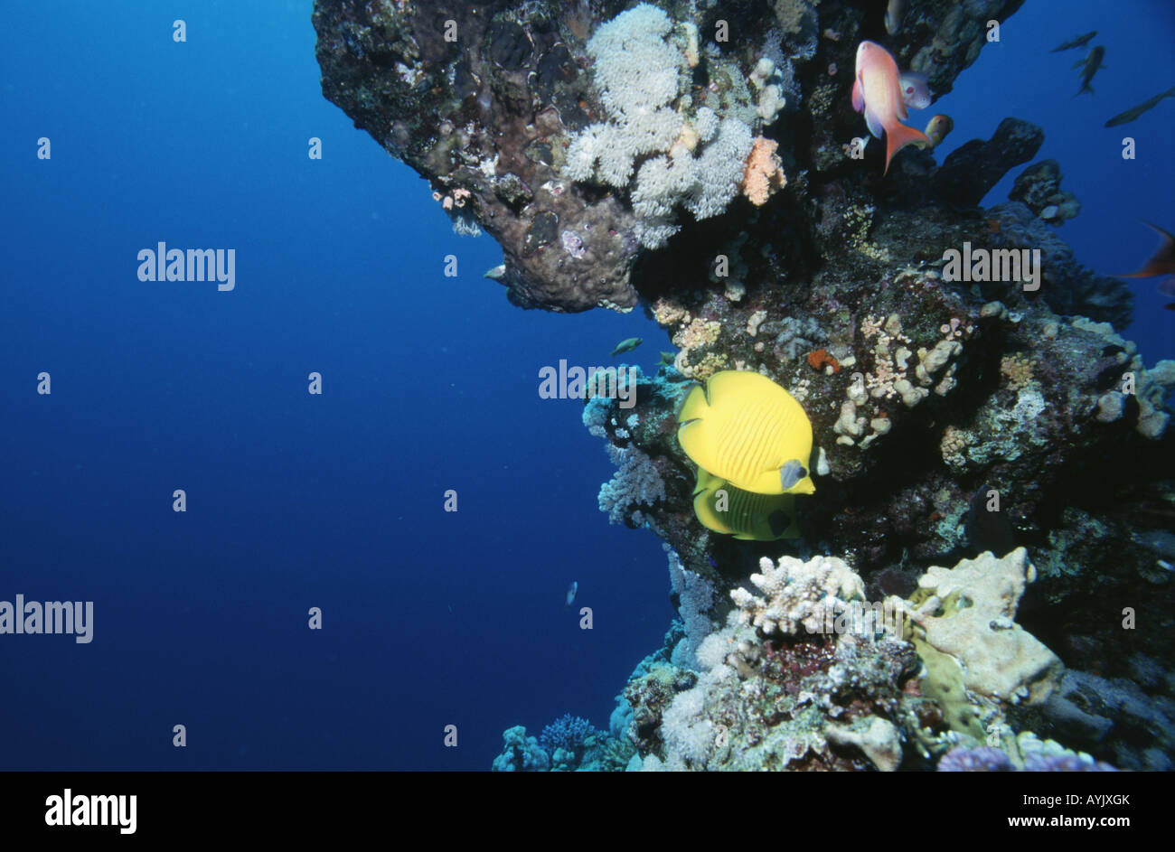 Underwater Coral pinnacle in deep blue water Yellow masked butterfly ...