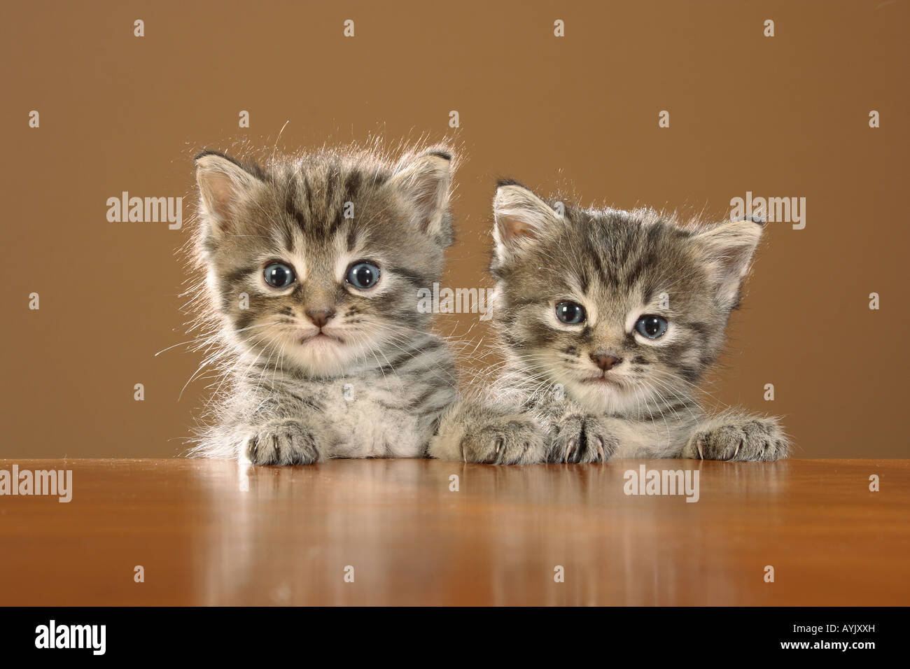 Cat Paws Edge Table High Resolution Stock Photography and Images - Alamy