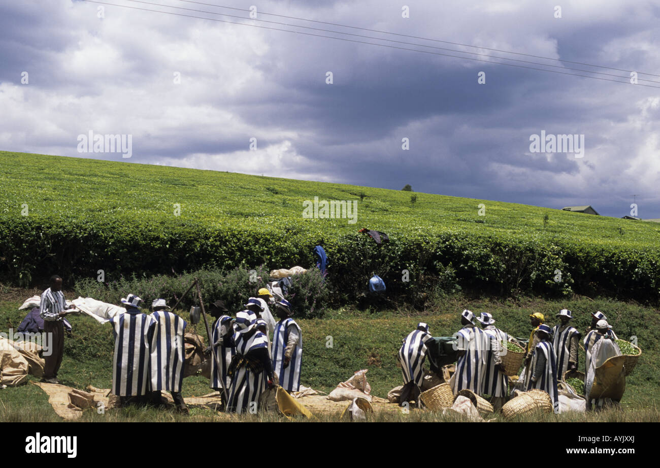 Kenya tea workers hi-res stock photography and images - Alamy