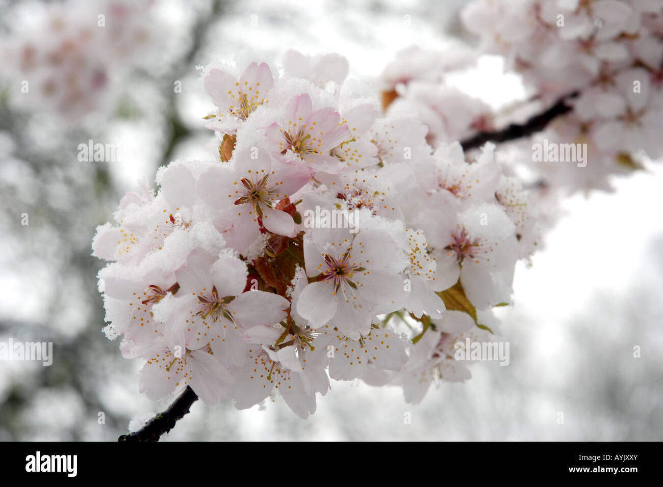 Apple blossom snow tree hi-res stock photography and images - Alamy