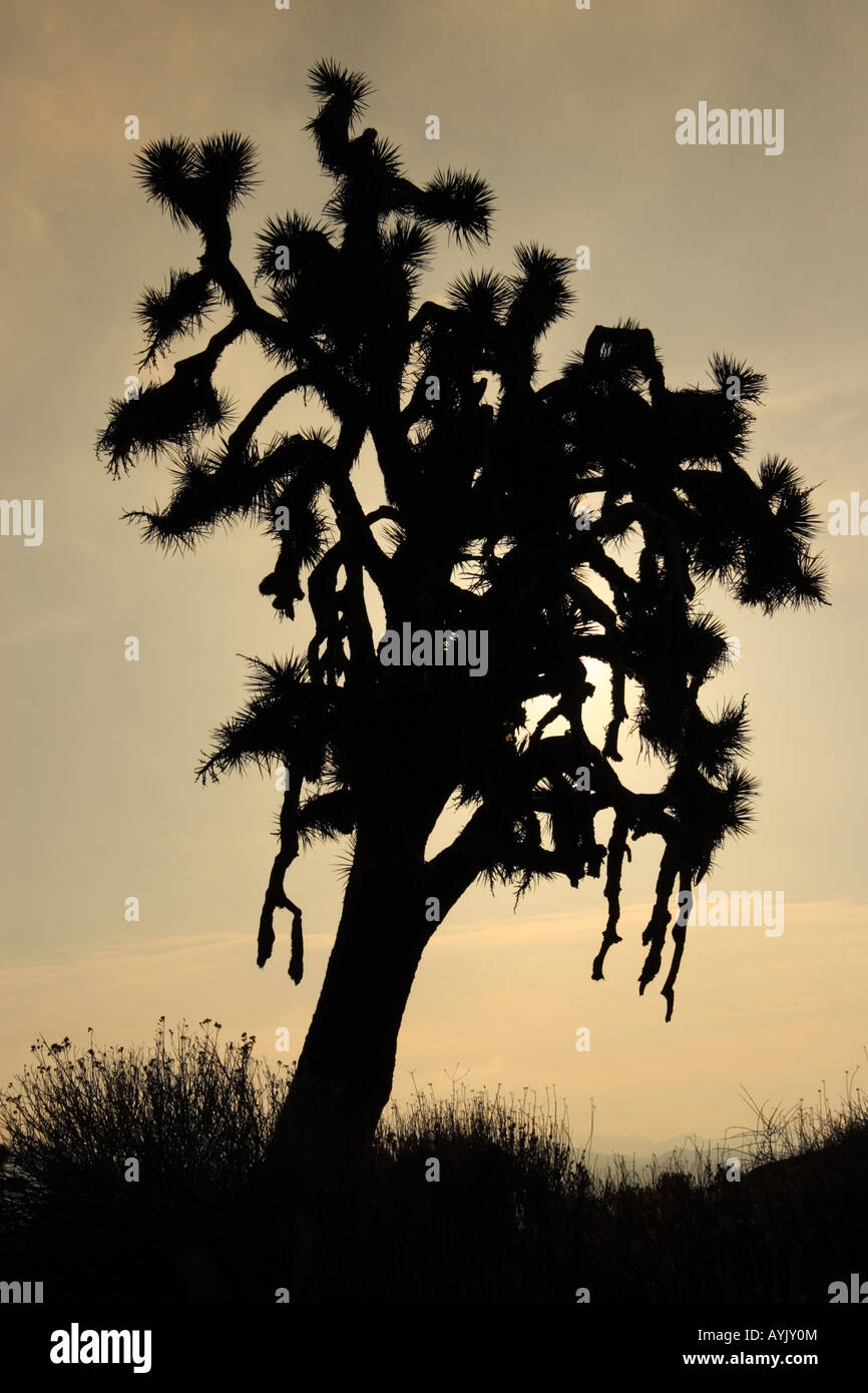 Dying joshua tree hi-res stock photography and images - Alamy