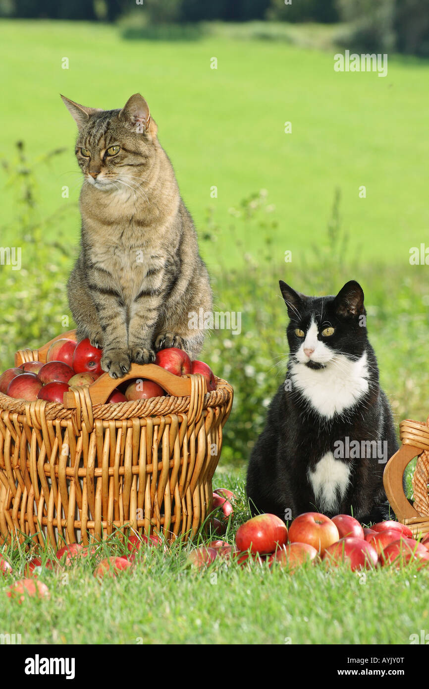 two cats - sitting on apples Stock Photo - Alamy