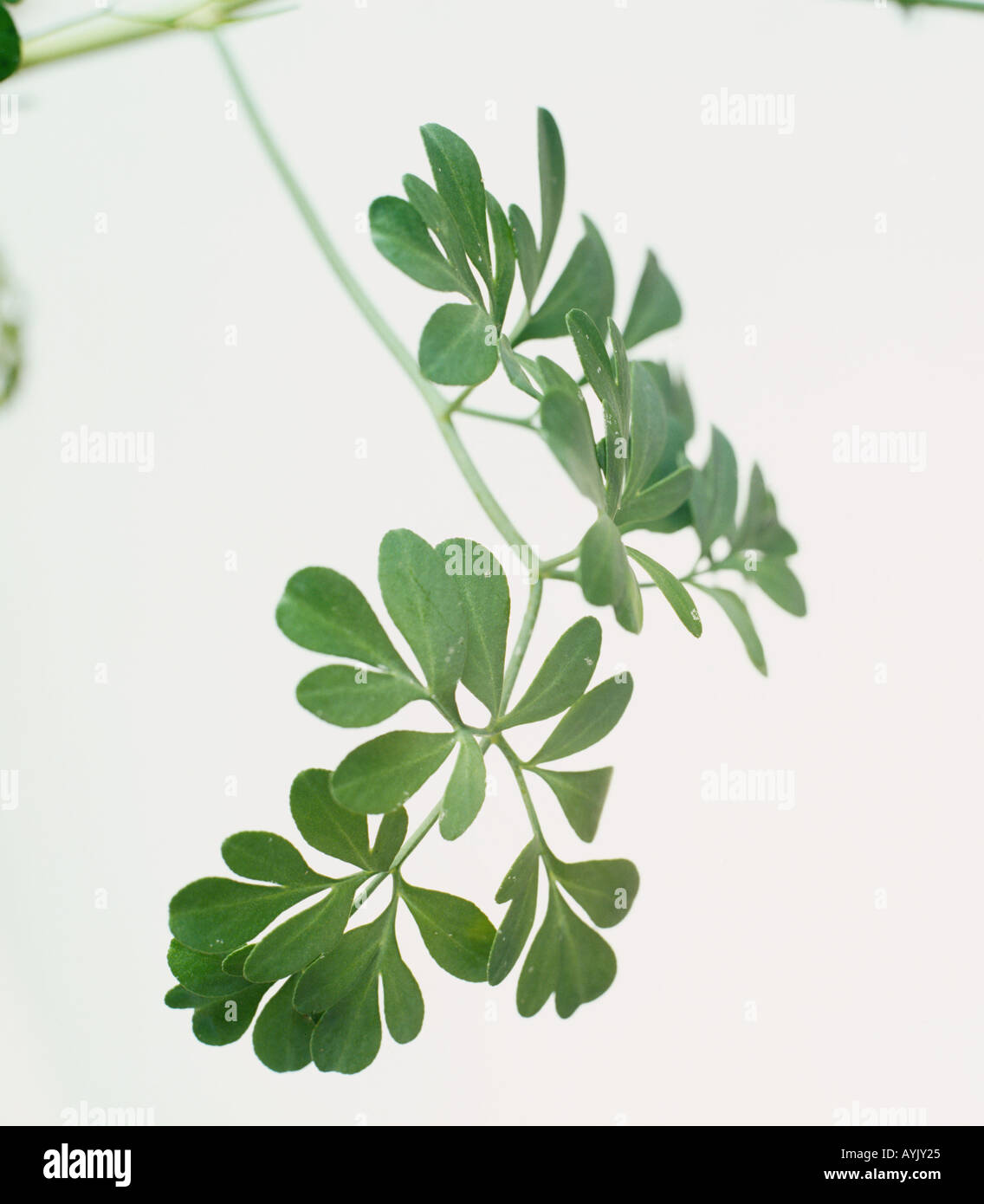 Ruta graveolens, Rue, green blue leaves divided into small, rounded ...