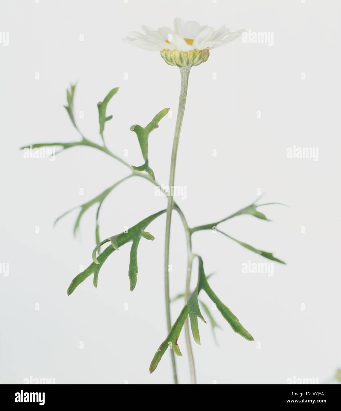 Tanacetum cinerariifolium, Pyrethrum, dalmatian daisy, classic white ...