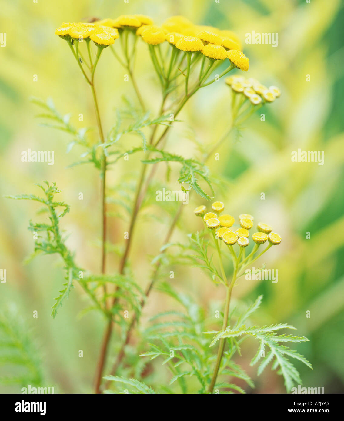 Button like flowers hi-res stock photography and images - Alamy