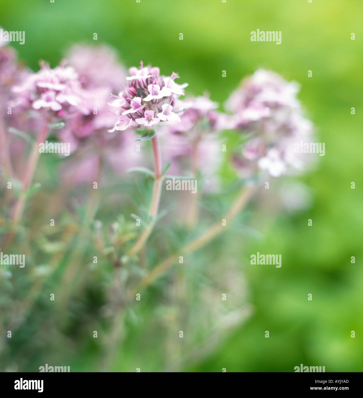 Peter davis hi-res stock photography and images - Alamy