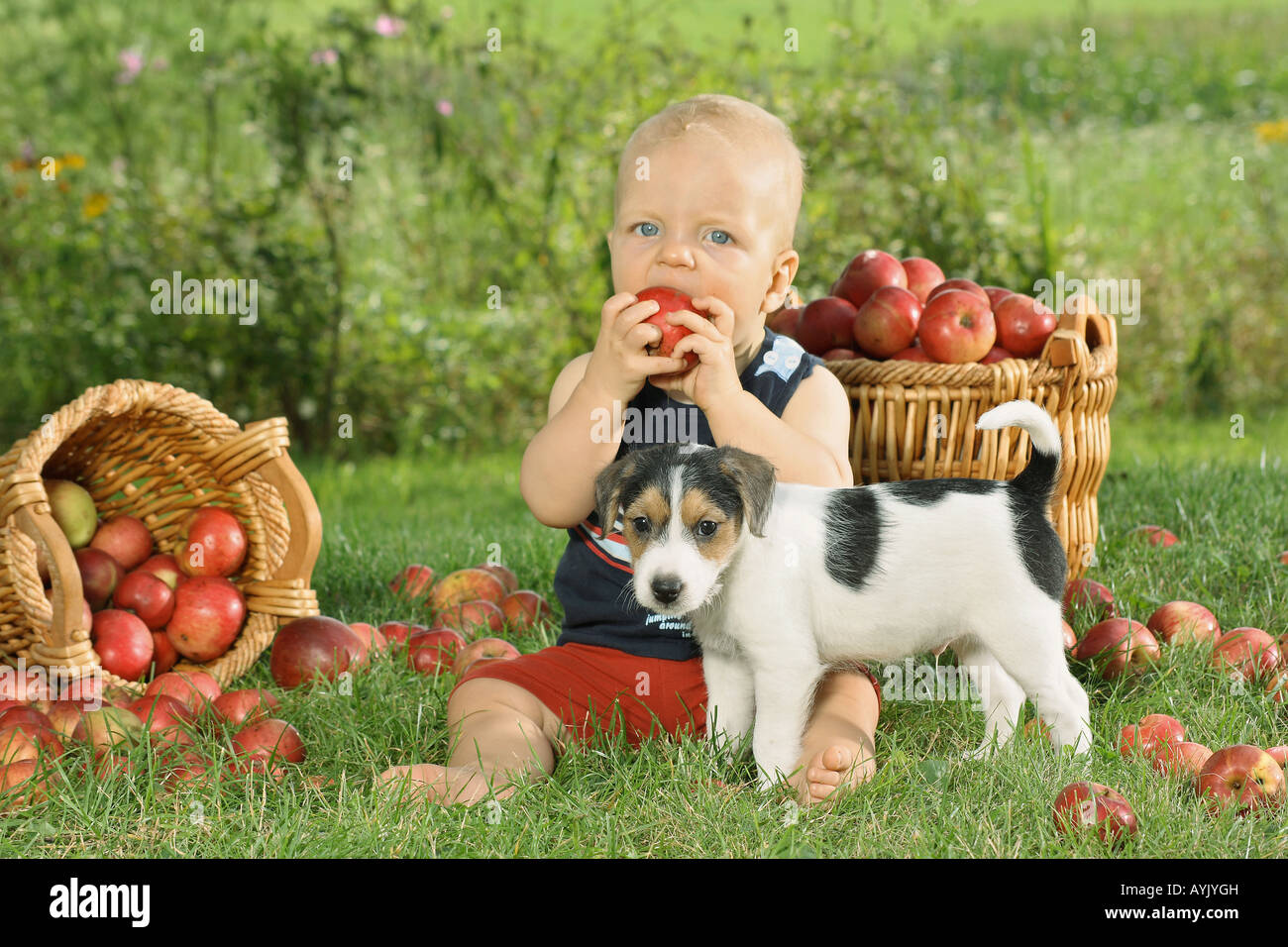 Child jack russell terrier puppies hi-res stock photography and images ...
