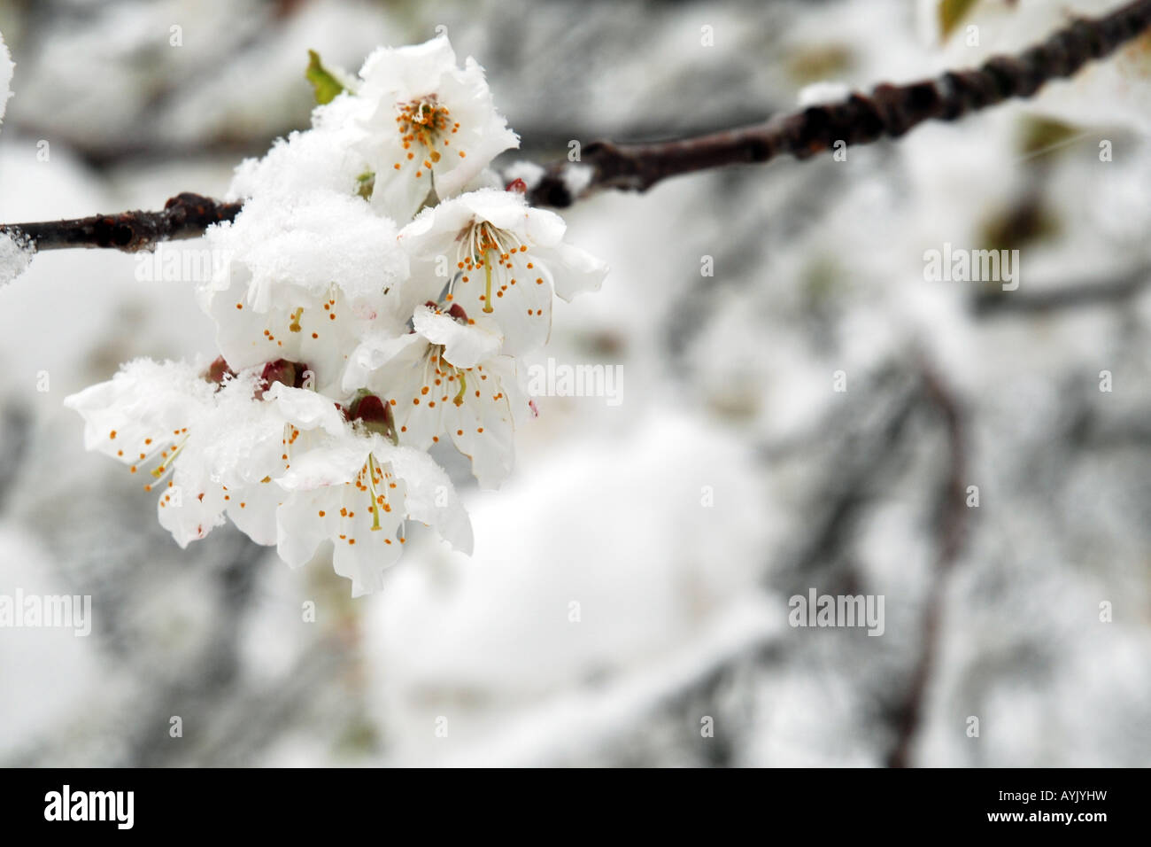 Blossom trees surrey hi-res stock photography and images - Alamy