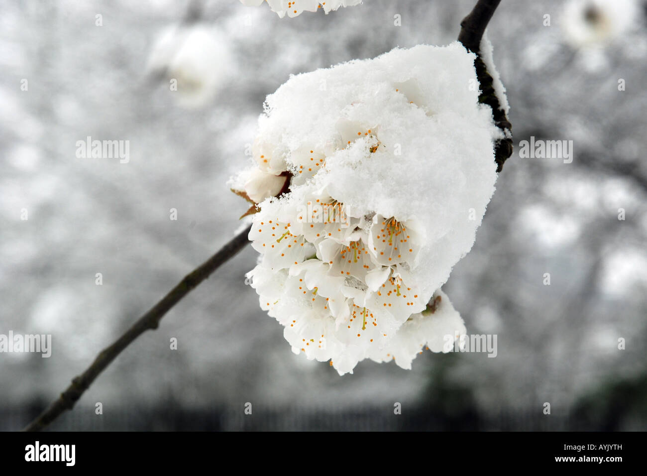 White cherry blossom in the snow hi-res stock photography and images ...