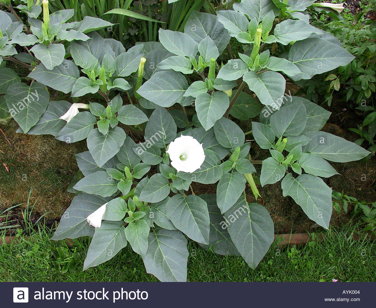 Plant Genus High Resolution Stock Photography and Images - Alamy