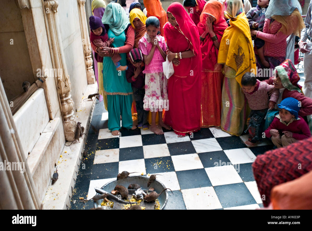INDIA DESHNOKE The Karni Mata Temple where rats are believed to be ...