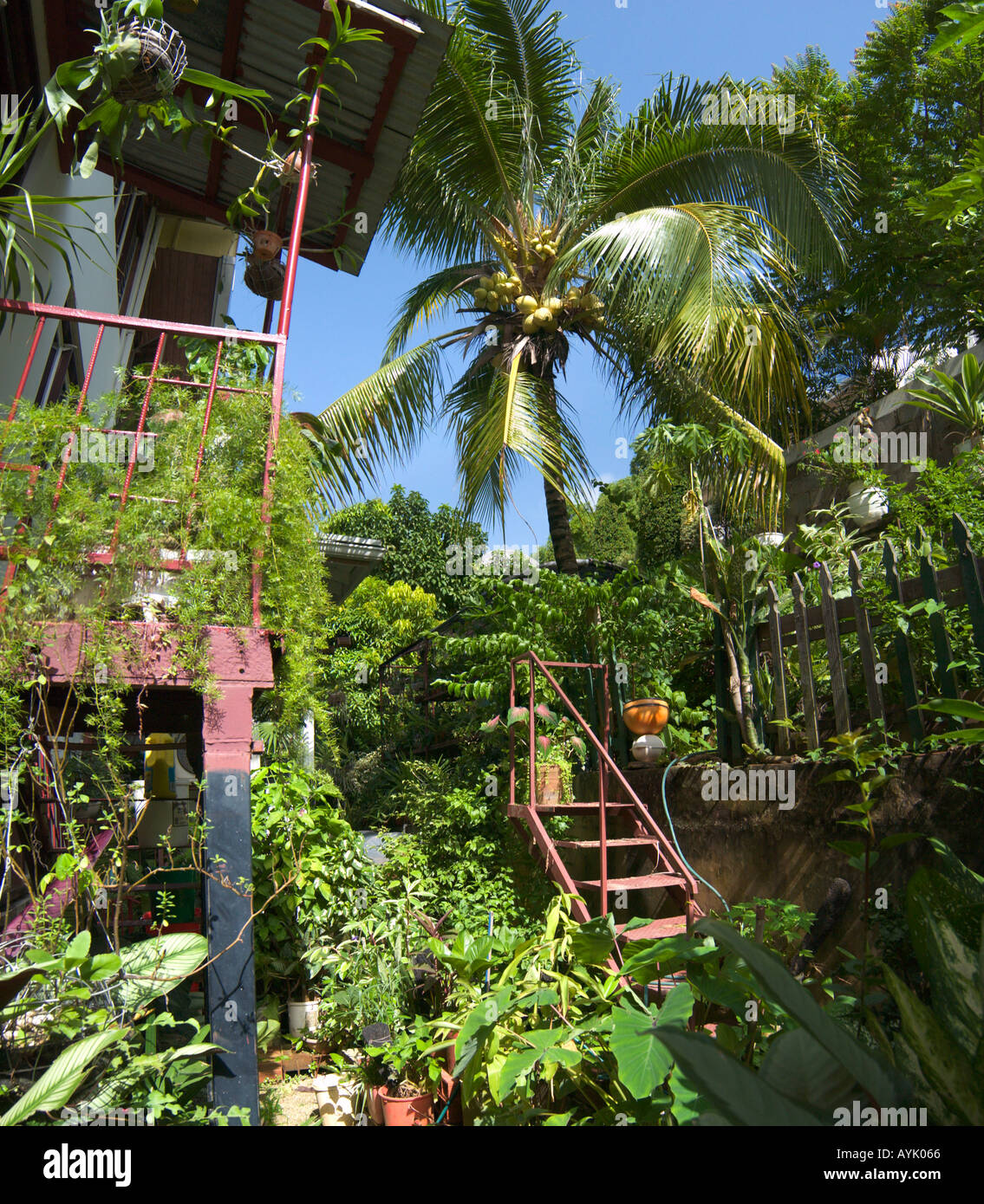 tropical backyard in Trinidad Stock Photo - Alamy