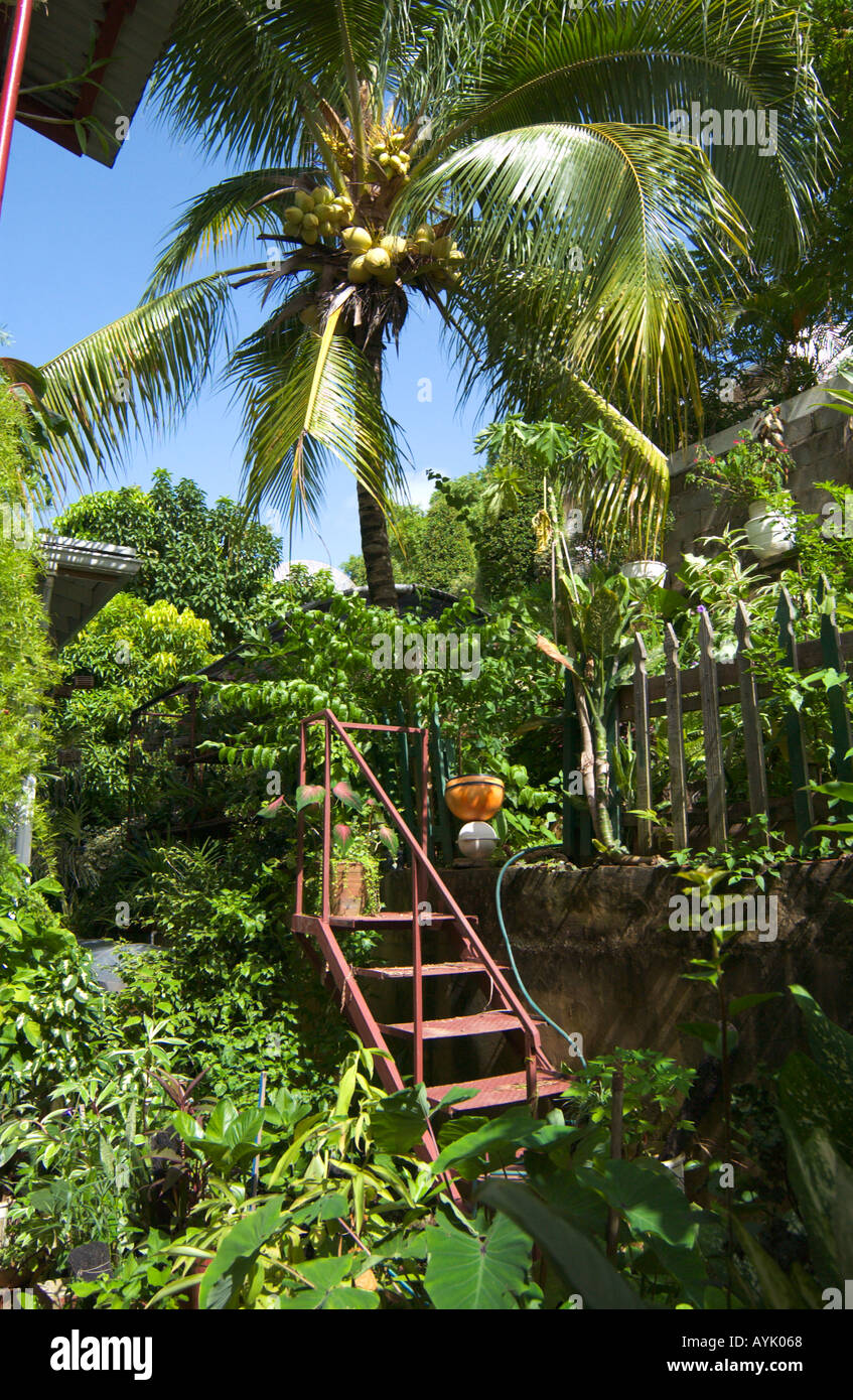 tropical backyard in Trinidad Stock Photo - Alamy