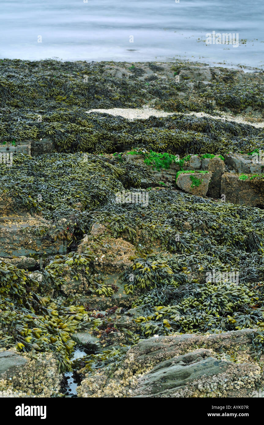 Barnacles intertidal zone coastal hi-res stock photography and images ...
