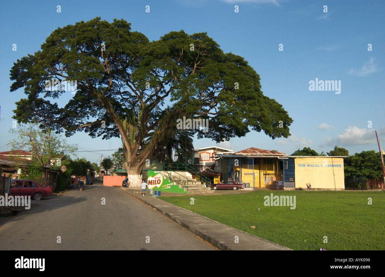 giant tropical tree Stock Photo - Alamy